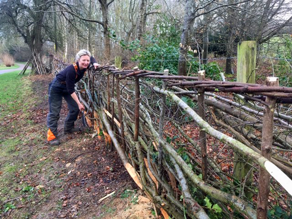 Hedgelaying: a countryside craft - CPRE