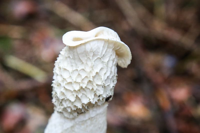 Spot some weird and wonderful fungi - CPRE