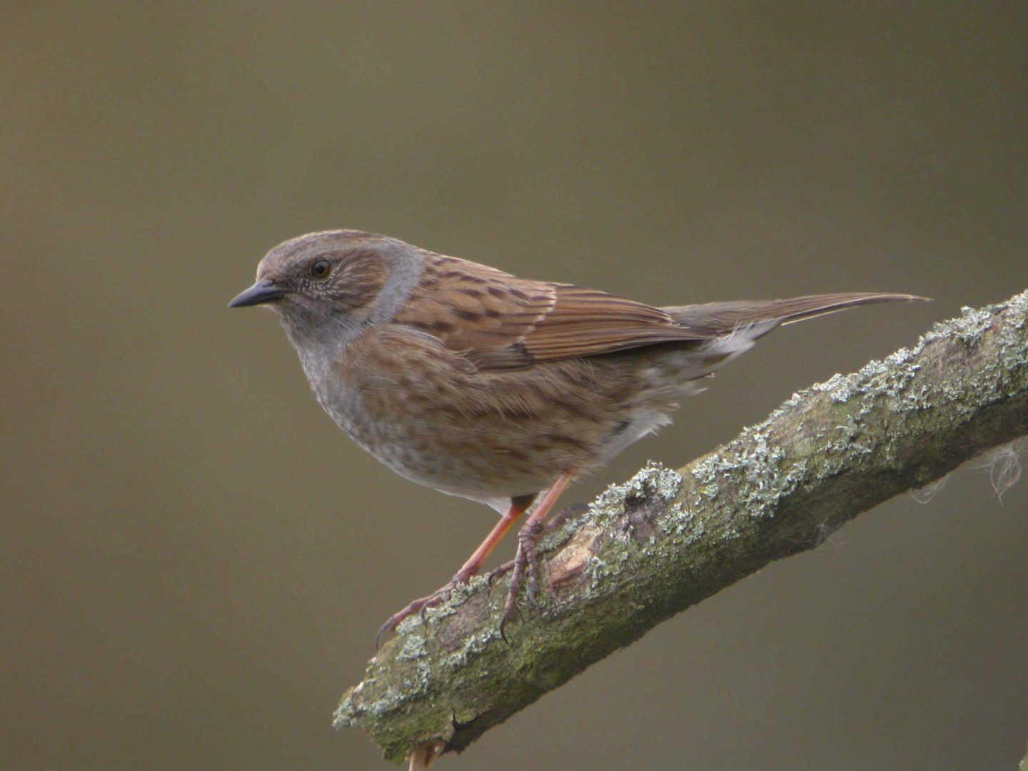 What's that rustling in the hedgerow? Hedgerow wildlife to hear and see ...