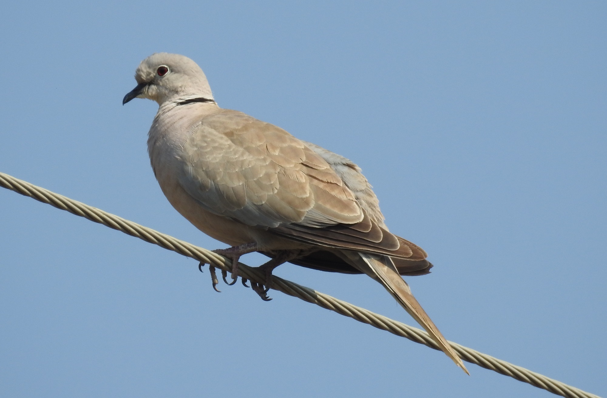 Listening out for the dawn chorus - CPRE