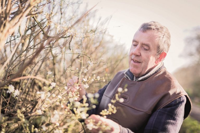 Hedgerows - CPRE