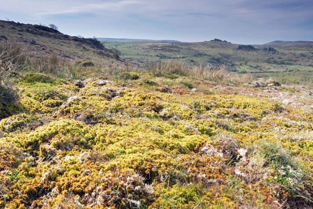 The bog blog: everything you never knew you needed to know about peat ...