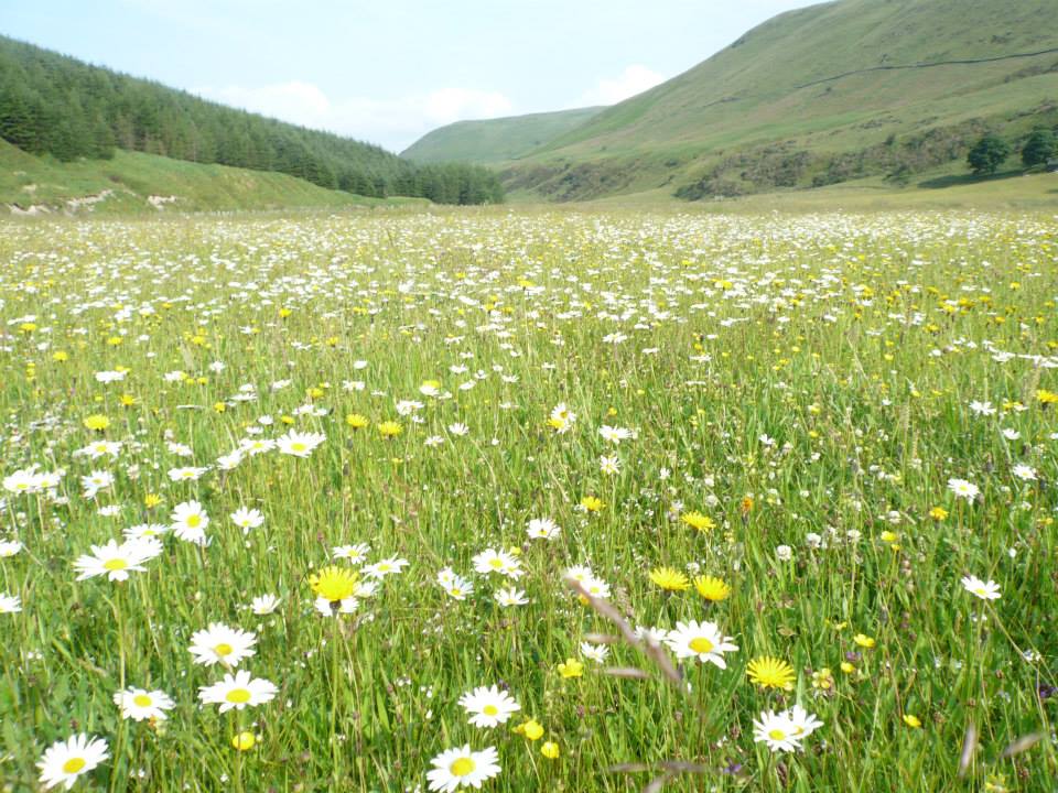 Celebrating our meadows - CPRE