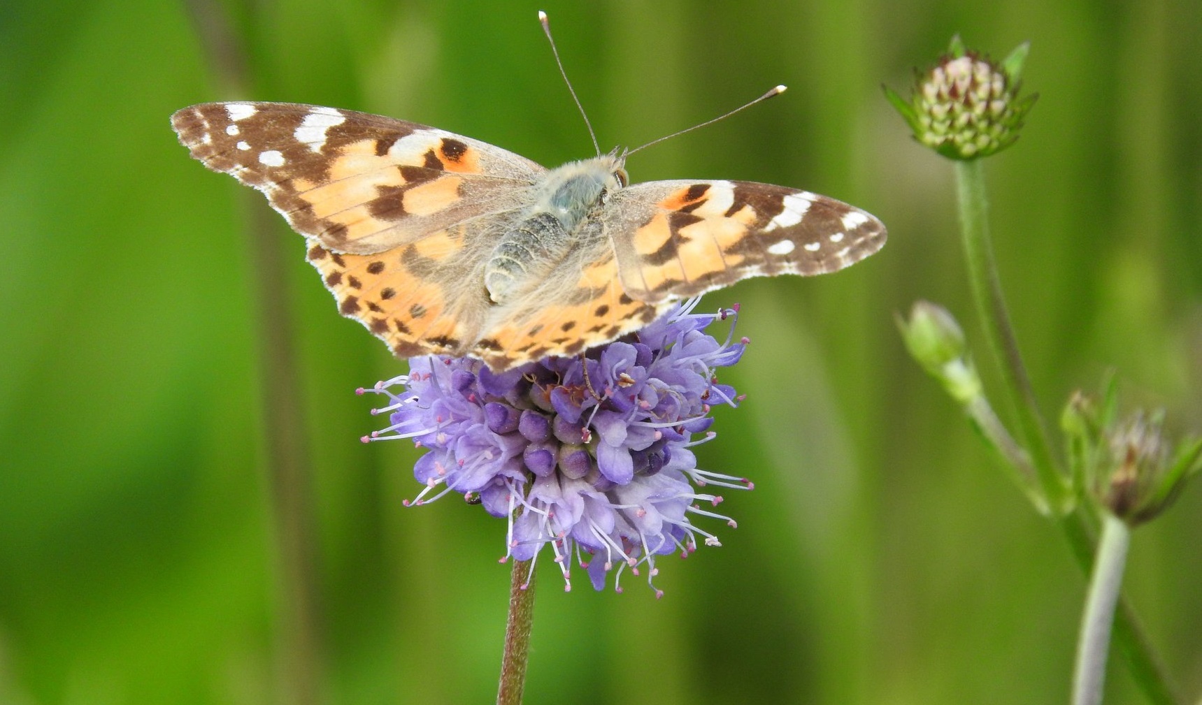 Celebrating our meadows - CPRE
