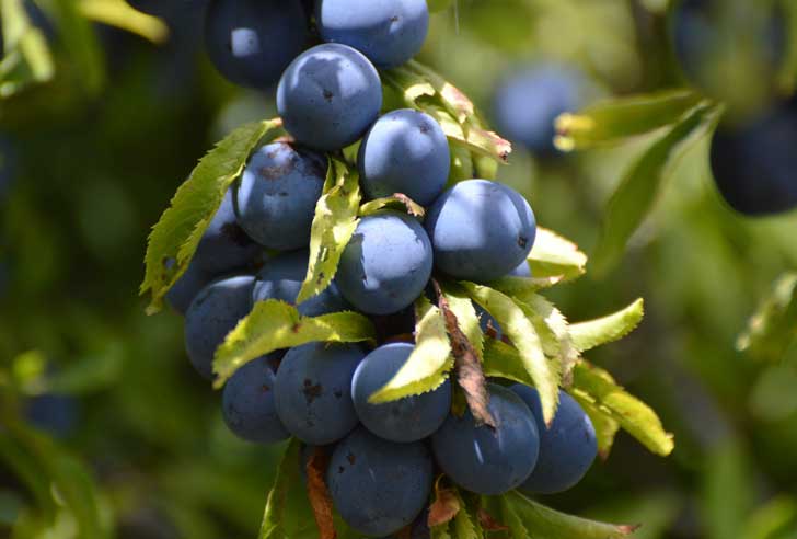 Hedgerow foraging guide - CPRE