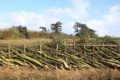 Celebrating England's hedgerows - CPRE