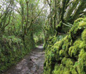 Celebrating England's hedgerows - CPRE