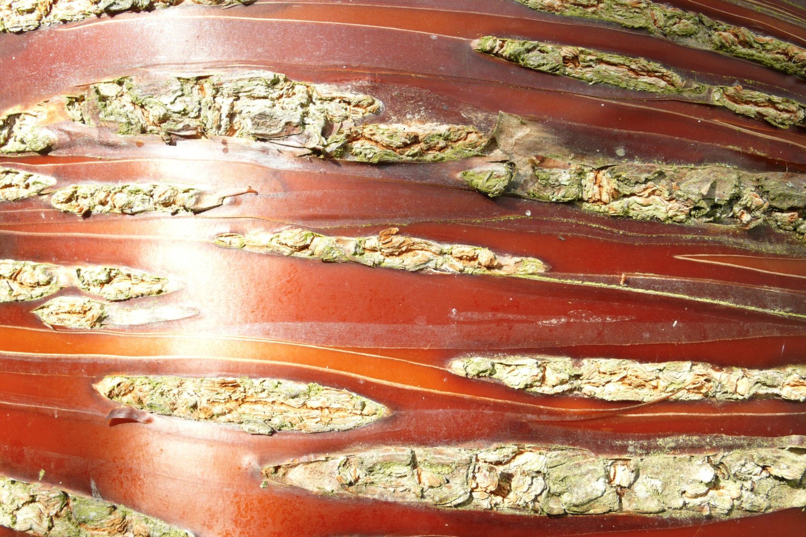 A month in the countryside: connecting with nature in November - CPRE