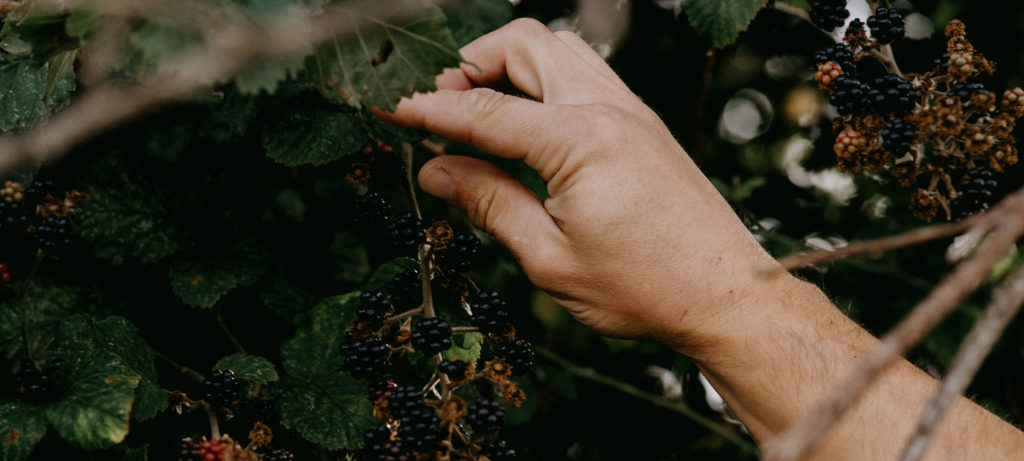 Hedgerows - CPRE