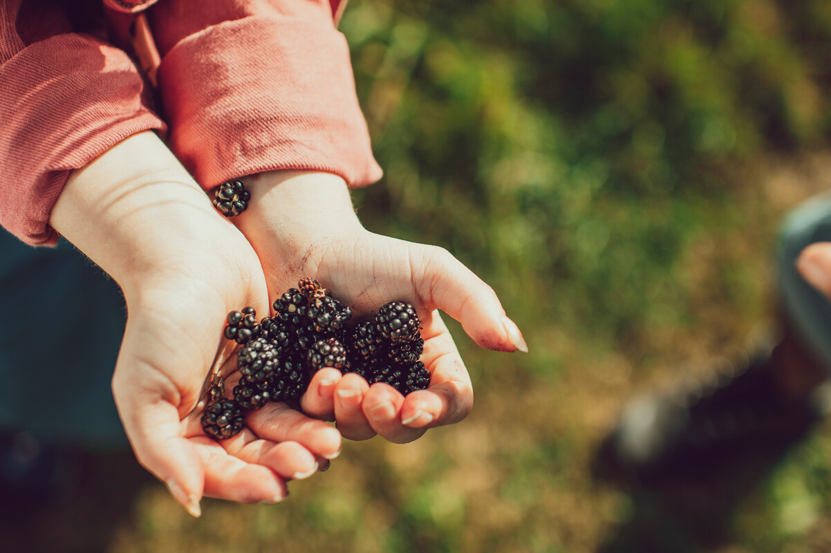 Hedgerow foraging guide - CPRE