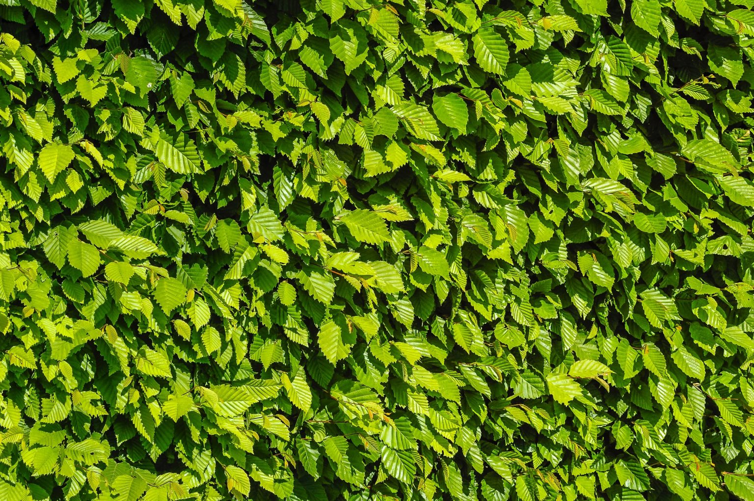 Hedgerow foraging guide - CPRE