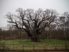 Tree time: 20 facts about trees you might not know - CPRE