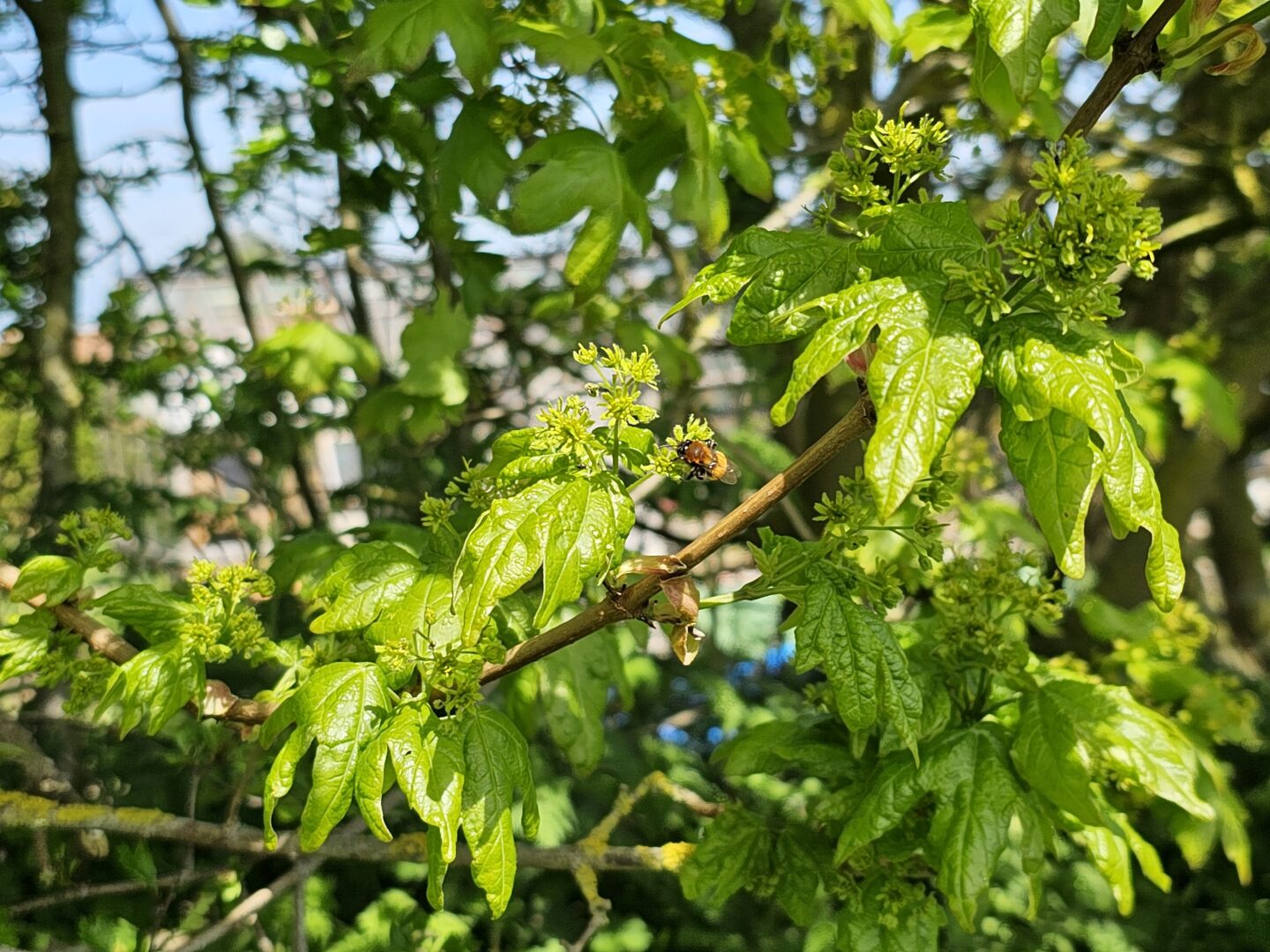 Hedgerow wildlife in May - CPRE