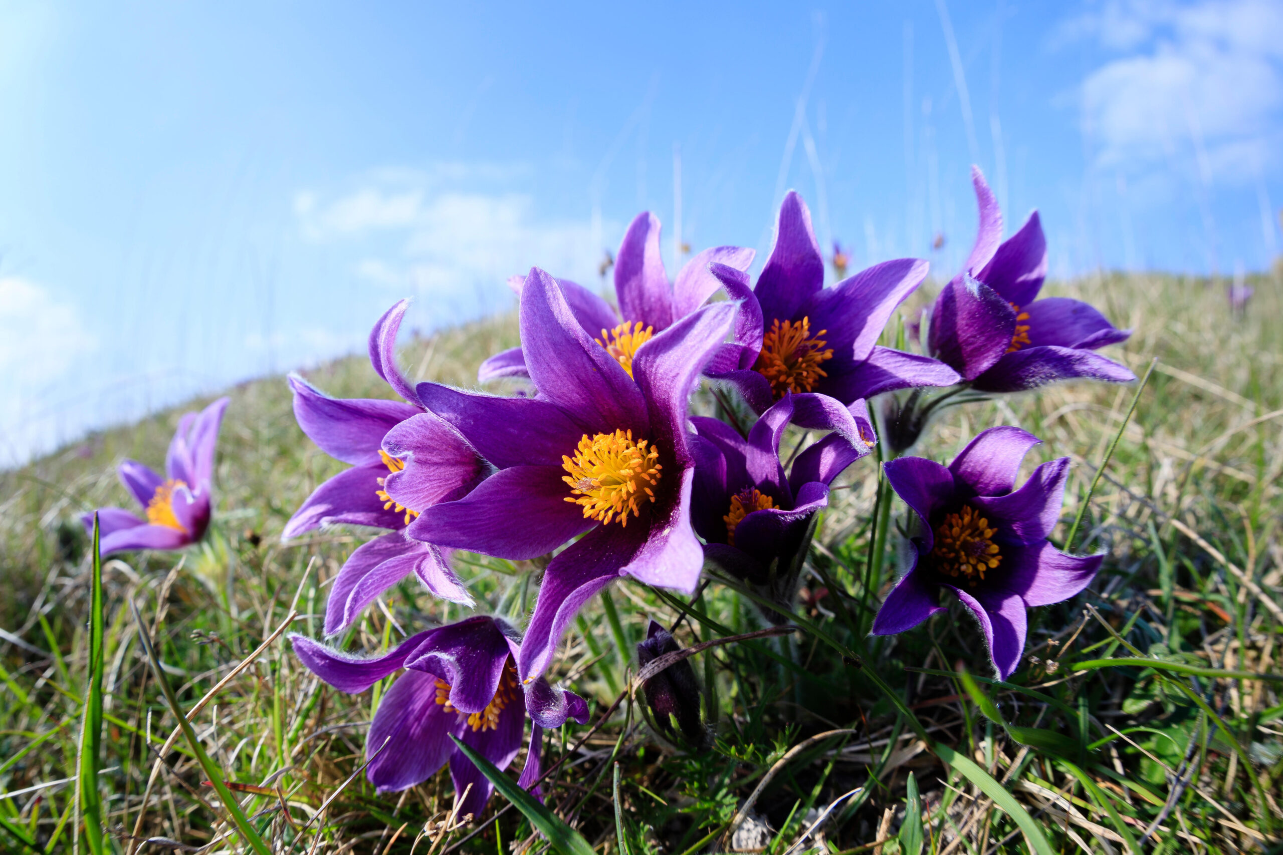 Mike Dilger - 'plants opened up a world of wonder' - CPRE
