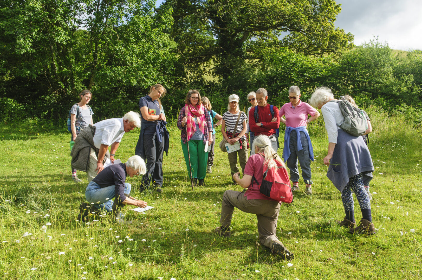 Wildflowers and wildlife at Deer Park Farm - CPRE