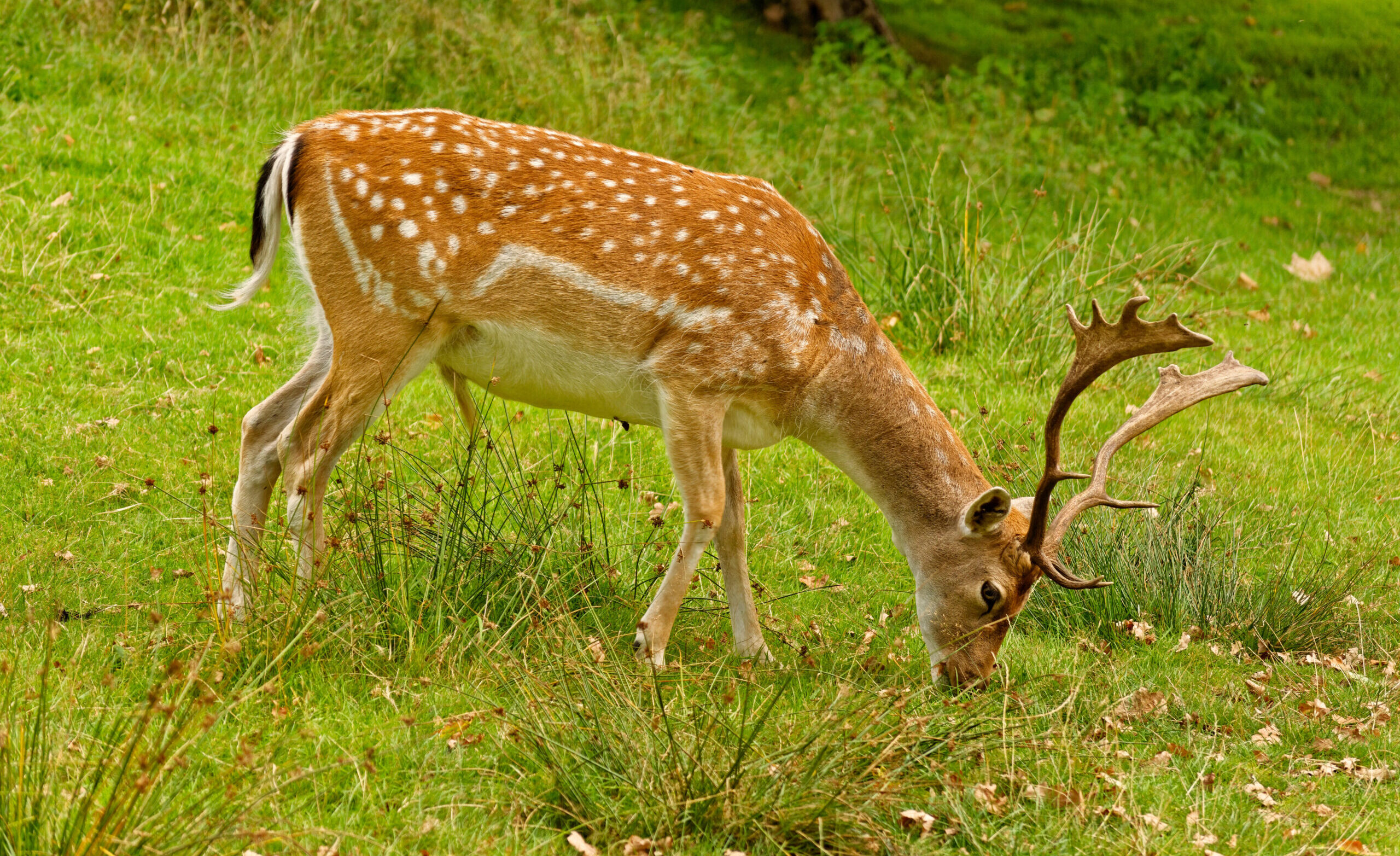 Olivia and the green fields around Newbury - CPRE