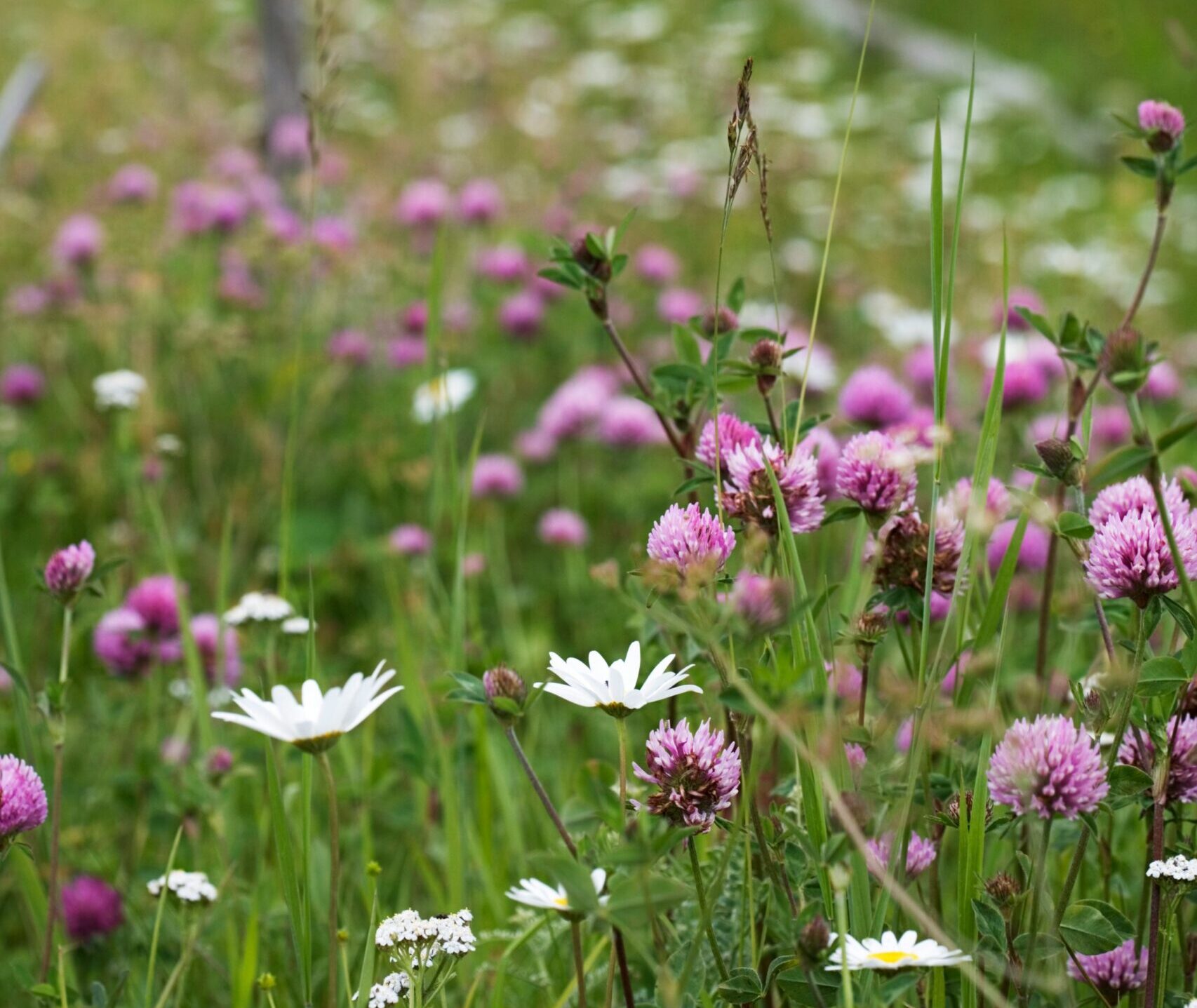 The magic of meadows - CPRE