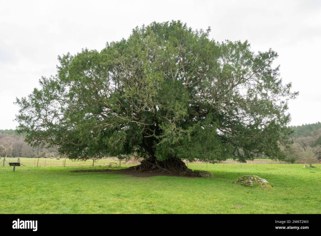 An introduction to the English planning system - CPRE