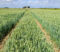 Farming on the edge - CPRE