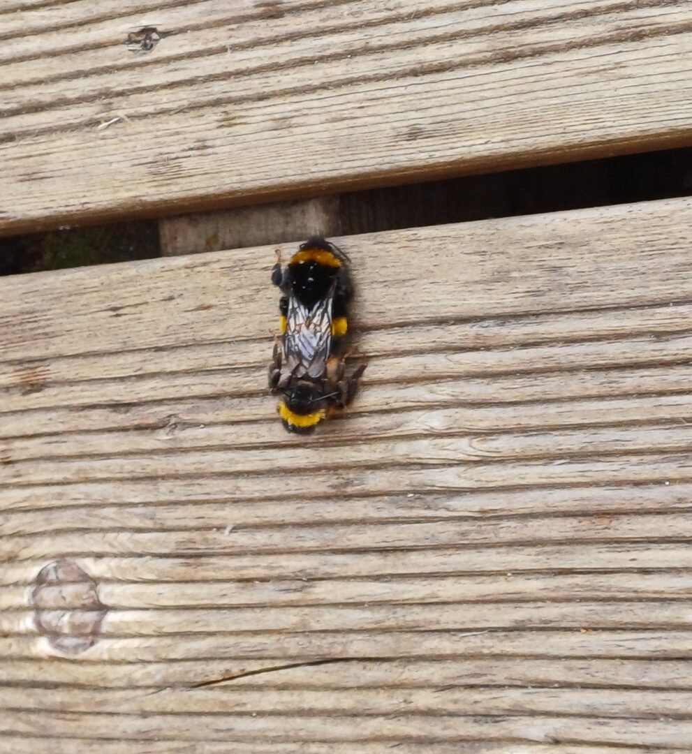 The small things that shape the countryside: our favourite insects - CPRE