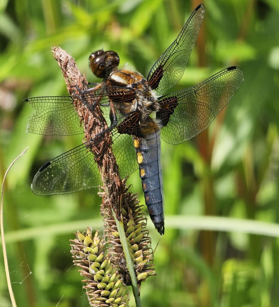 The small things that shape the countryside: our favourite insects - CPRE