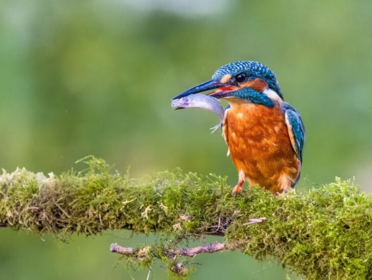 Greening the Grid - CPRE