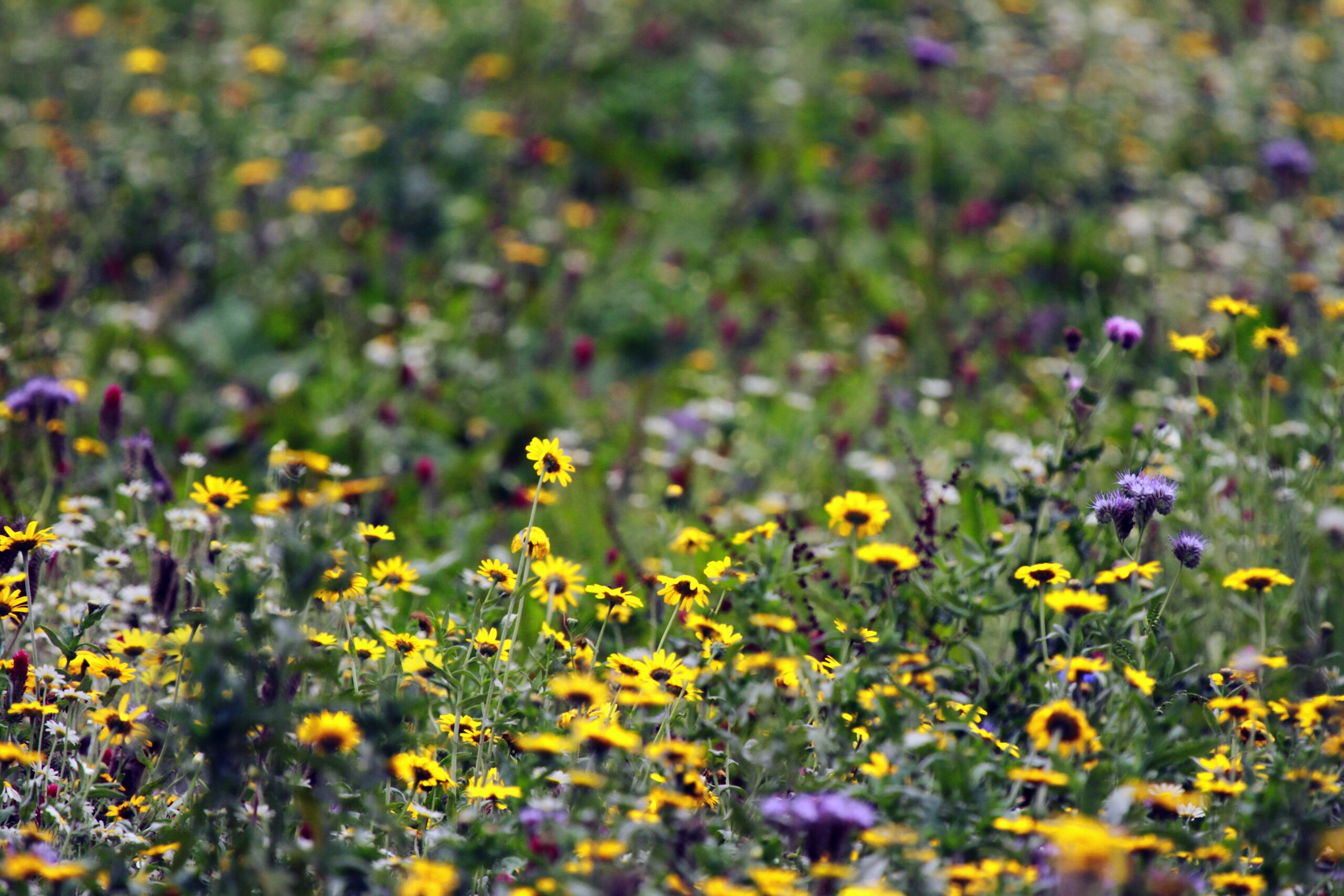 Bring ‘On the Edge’ home to your garden - CPRE