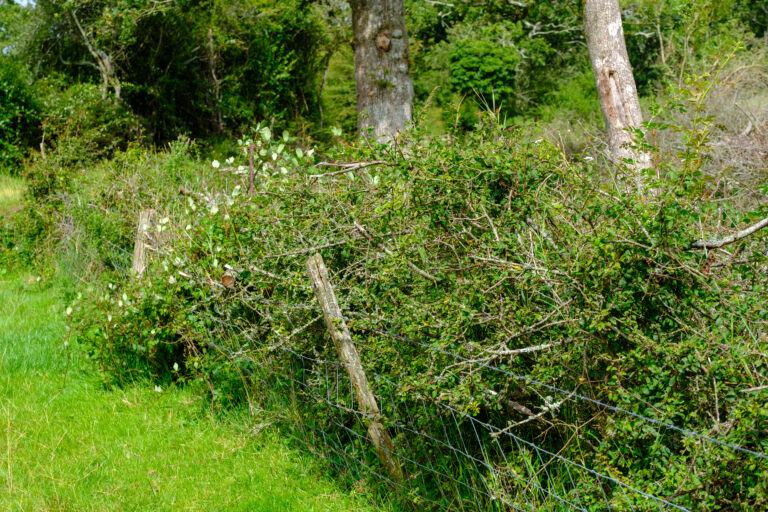 Home - CPRE
